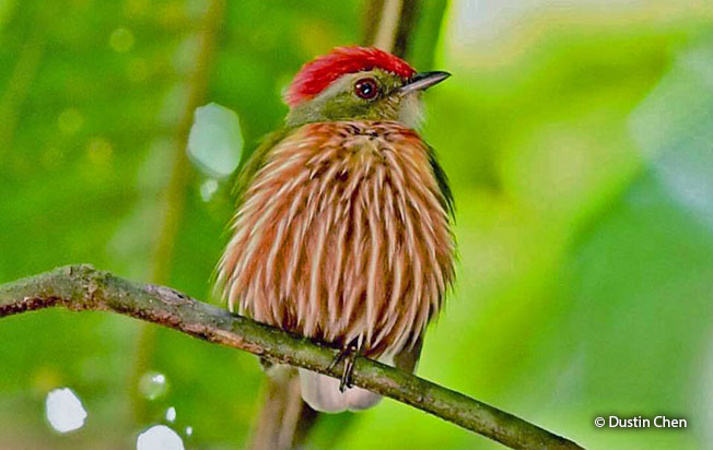 Saltarín Estriado (Machaeropterus striolatus)
