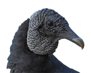 Identifica a un Gallinazo de Cabeza Negra de un Gallinazo de Cabeza ...