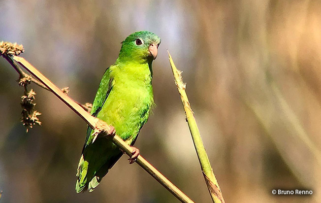 Periquito Amazónico (Nannopsittaca dachilleae)