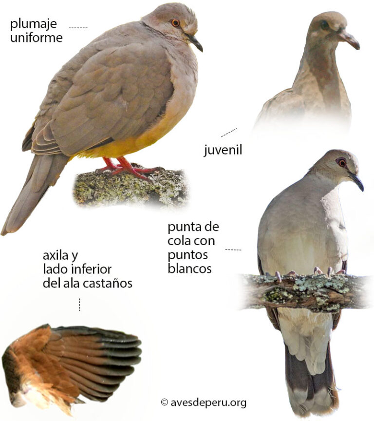 Las 11 Palomas, Tórtolas y Tortolitas de Lima - Aves de Peru