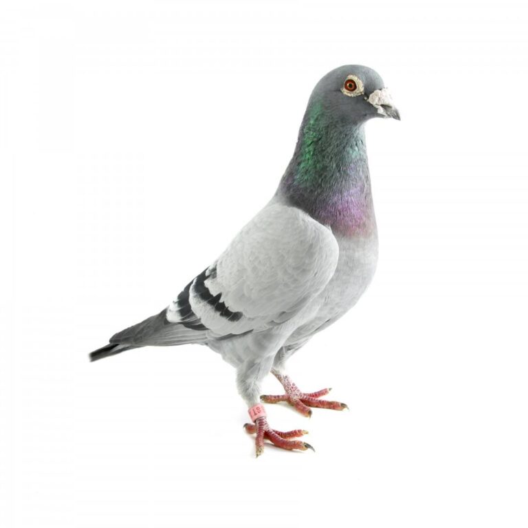 Palomas, Torcazas, Tórtolas, y Tortolitas - Aves de Peru