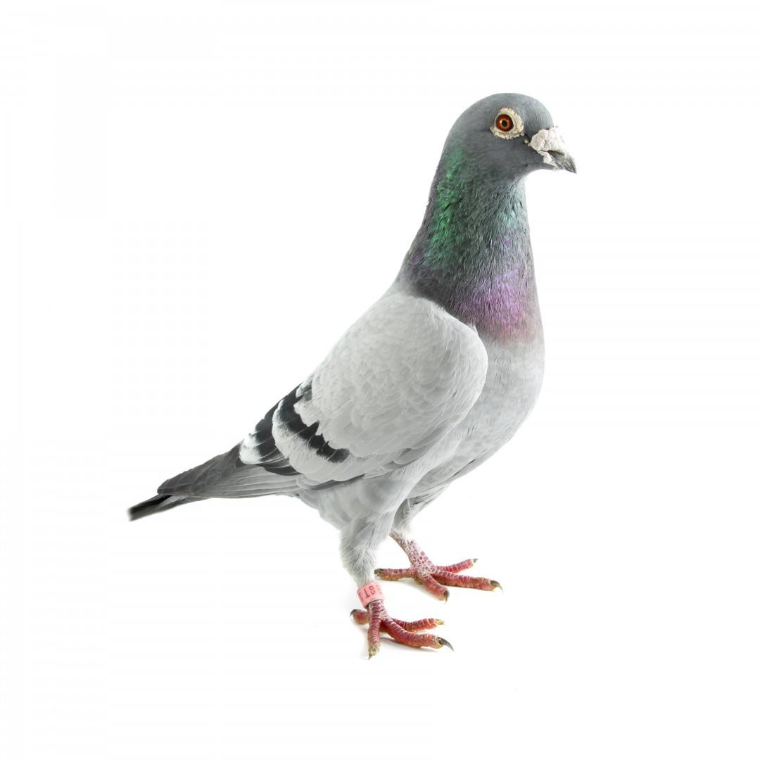Palomas, Torcazas, Tórtolas, y Tortolitas - Aves de Peru