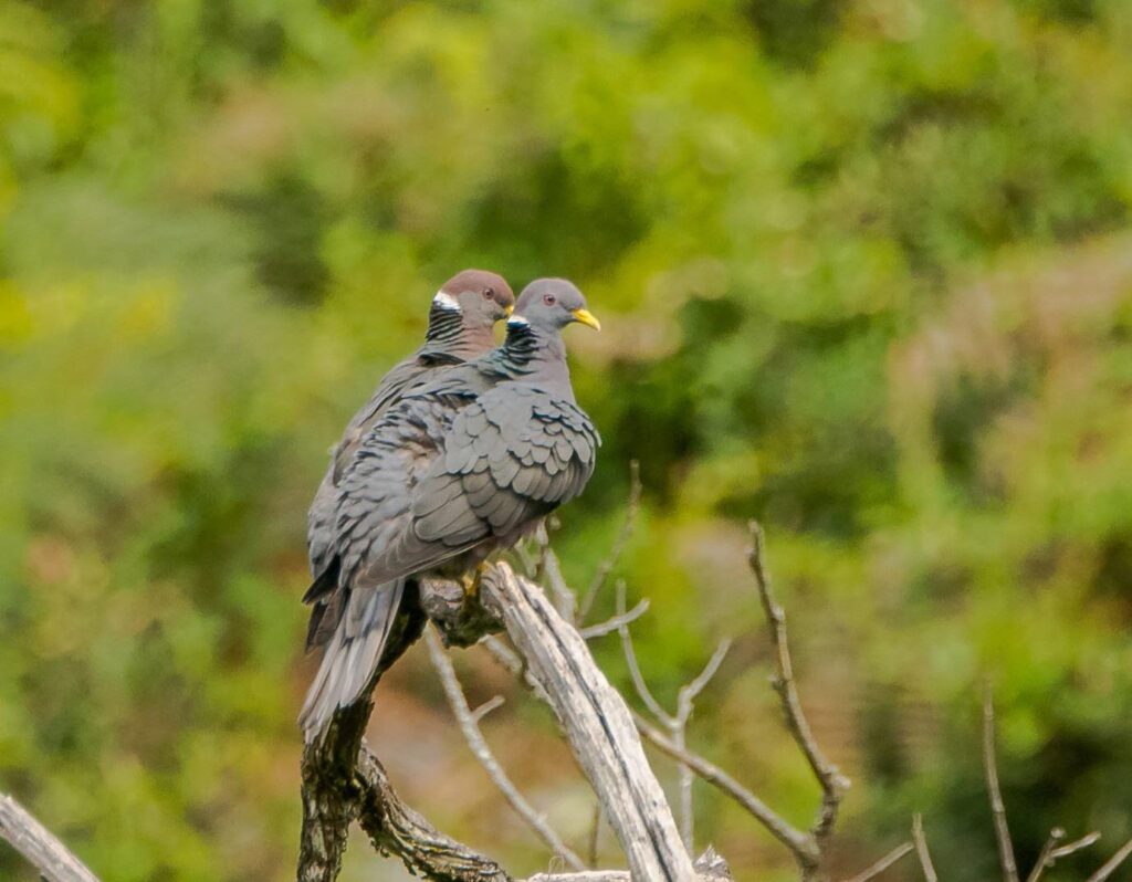 Palomas, Torcazas, Tórtolas, y Tortolitas - Aves de Peru