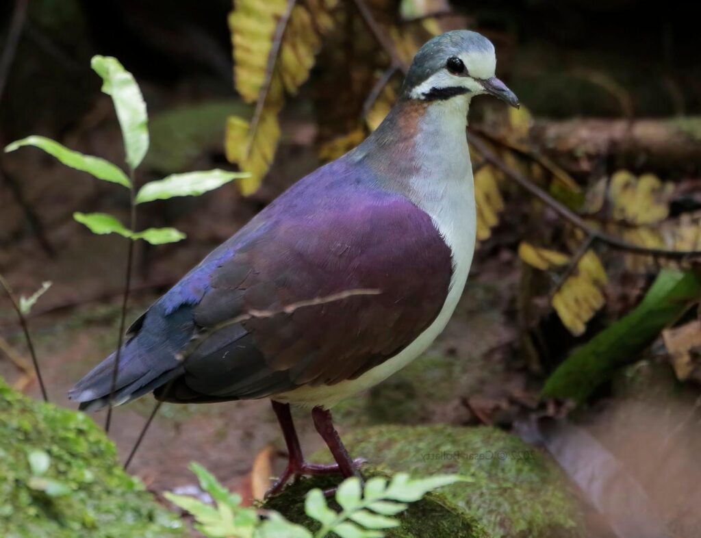 Palomas, Tórtolas, Torcazas, Turcas: Columbidae - Aves de Peru