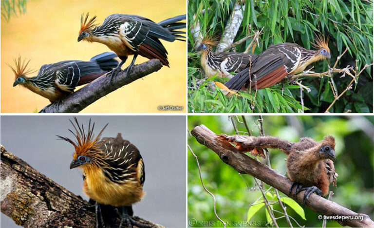 Hoazín o Shansho: Opisthocomidae - Aves de Peru