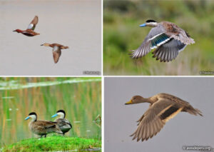 Patos, Gansos, y Cisnes: Anatidae - Aves de Peru