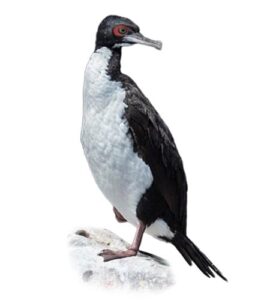 Guano de Isla o Guano de Aves: Tipos y Composición - Aves de Peru