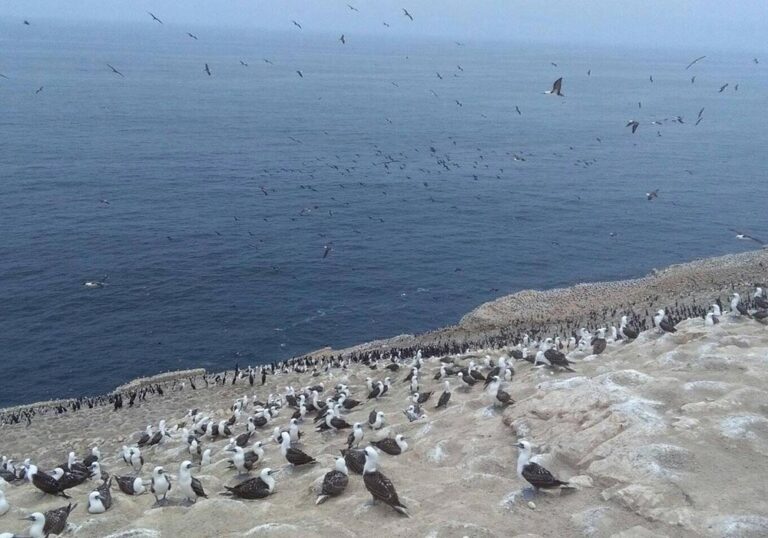 Guano de Isla o Guano de Aves: Tipos y Composición - Aves de Peru