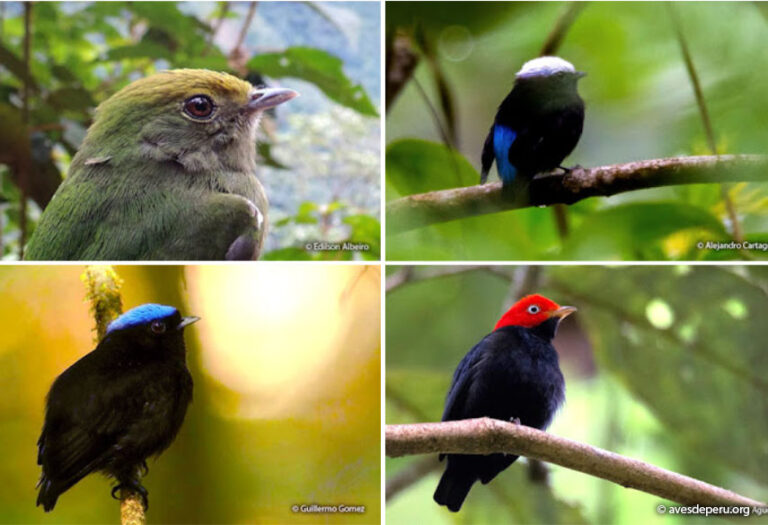 Saltarines: Pipridae - Aves de Peru