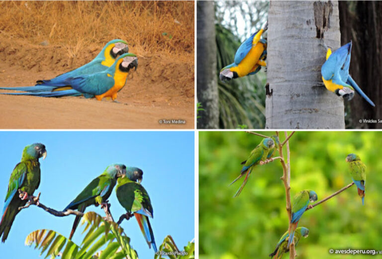 Pericos, Periquitos, Guacamayos, Loros, Cotorras: Psittacidae - Aves de ...