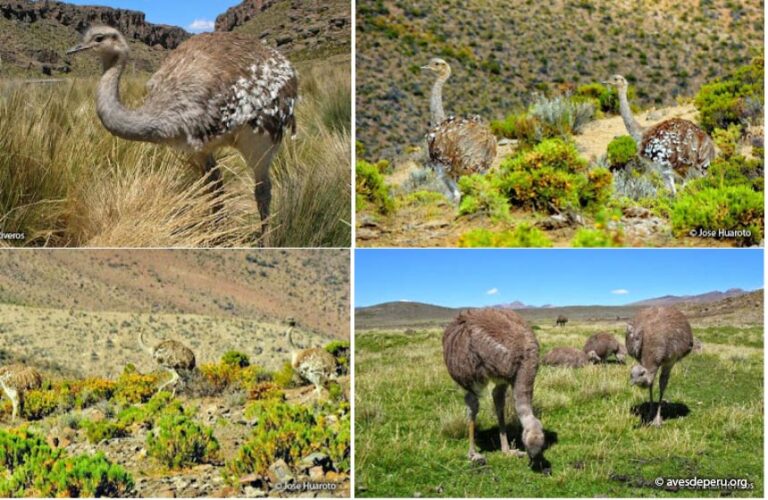 Ñandú Petiso o Suri: Rheidae - Aves de Peru