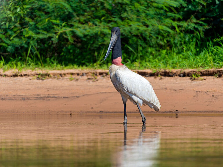 Jabirú: Características, Distribución, y Conservación (Jabiru mycteria)