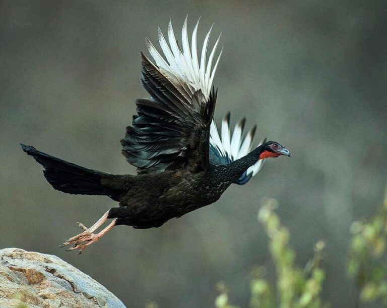 Caracteristicas de la Pava Aliblanca