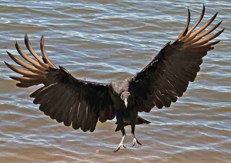 Zopilote Rey o Gallinazo Rey - Aves de Peru