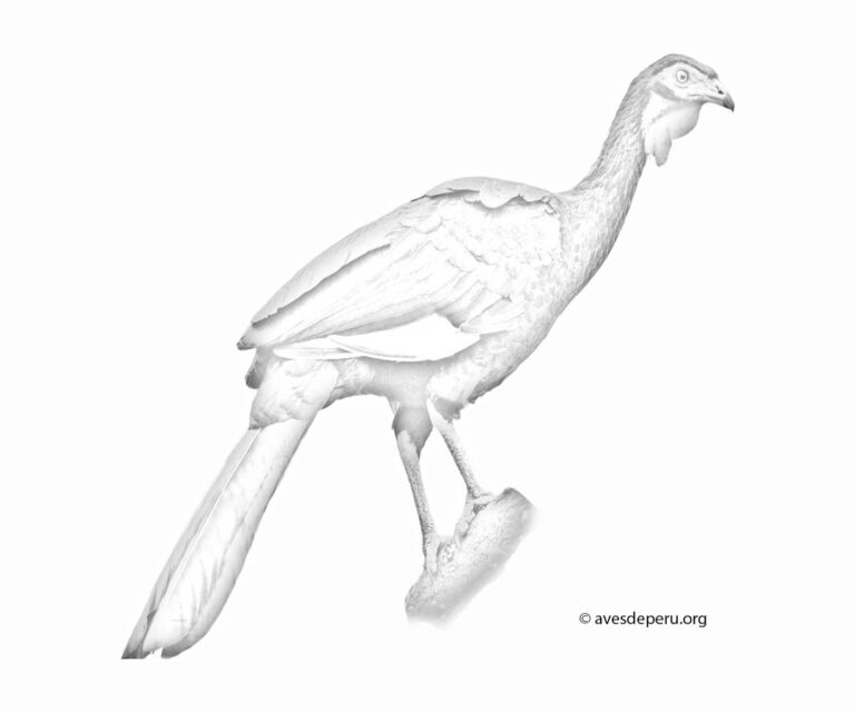 5 Dibujos de la Pava Aliblanca Para Colorear - Aves de Peru