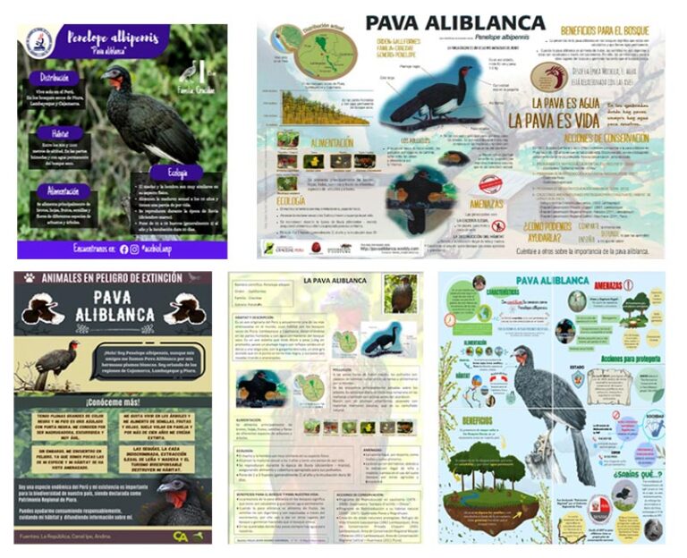 10 Infografias Seleccionadas Sobre la Pava Aliblanca