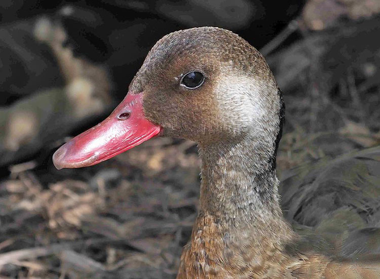 Pato Brasileño o Pato Cutirí (Amazonetta brasiliensis)