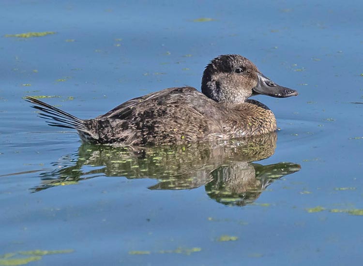 Pato Rana (de Pico Ancho) o Pato Andino (Oxyura ferruginea)
