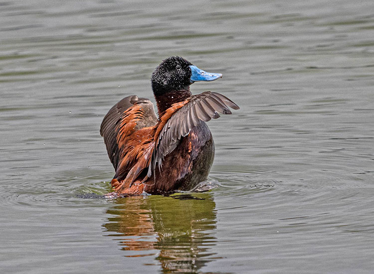 Pato Rana (de Pico Ancho) o Pato Andino (Oxyura ferruginea)