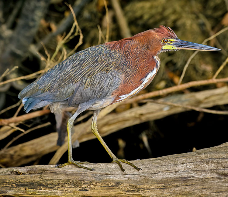 Garza-Tigre (Avetigre) Colorada o Hocó (Vaco) Castaño
