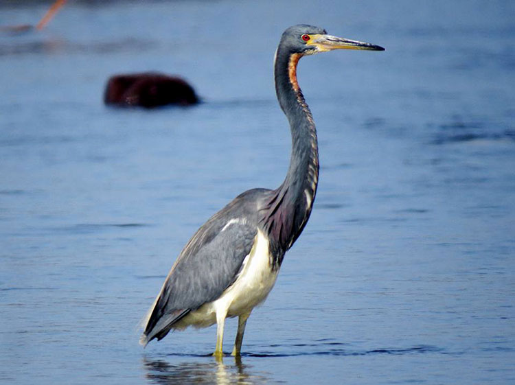 Garza (Garcita o Garceta) Tricolor (Egretta tricolor)