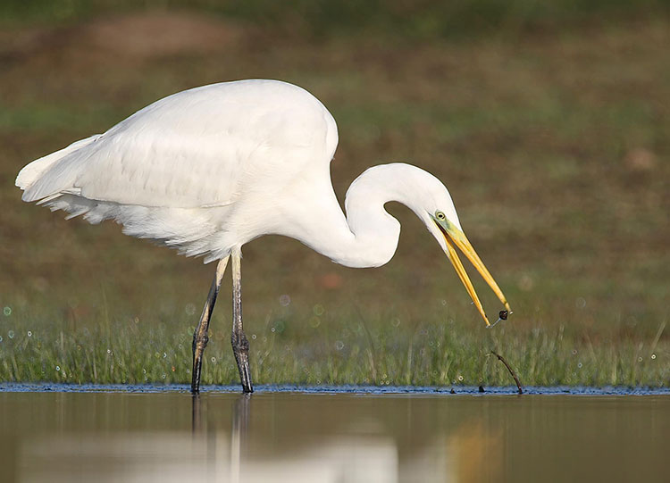 Garza Blanca Grande (Real) o Garzon Blanco (Ardea alba)