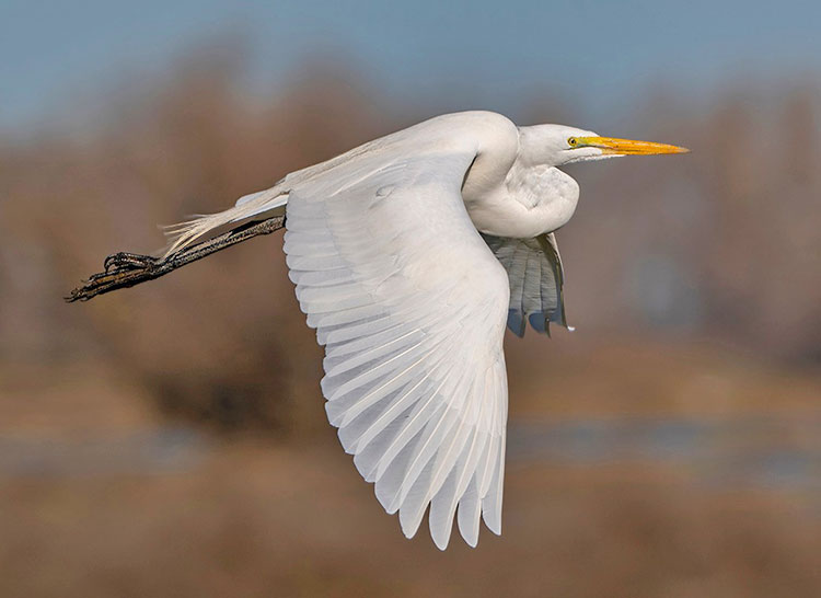 Garza Blanca Grande (Real) o Garzon Blanco (Ardea alba)