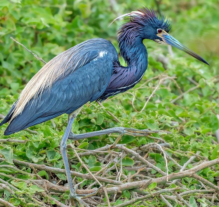 Garza (Garcita o Garceta) Tricolor (Egretta tricolor)
