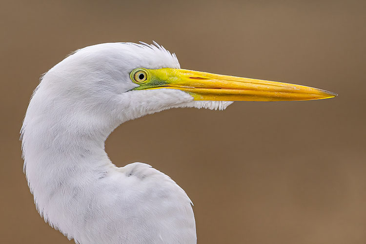 Garza Blanca Grande (Real) o Garzon Blanco (Ardea alba)