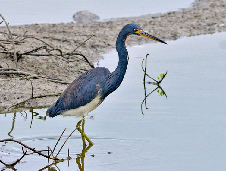 Garza (Garcita o Garceta) Tricolor (Egretta tricolor)