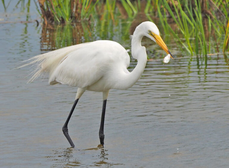 Garza Blanca Grande (Real) o Garzon Blanco (Ardea alba)