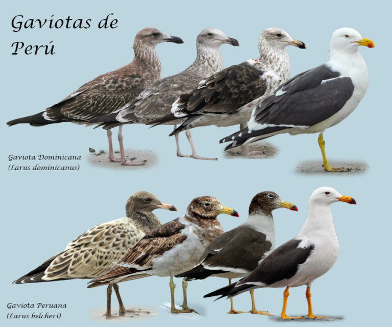 Las Gaviotas de Perú: Una Guía Completa - Aves de Peru