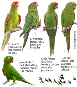 Identifica a 52 Especies de Aves de la Ciudad de Lima-Perú - Aves de Peru