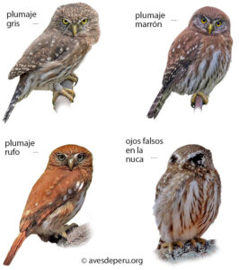 Identifica a 52 Especies de Aves de la Ciudad de Lima-Perú - Aves de Peru