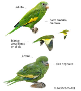 Identifica a 52 Especies de Aves de la Ciudad de Lima-Perú - Aves de Peru